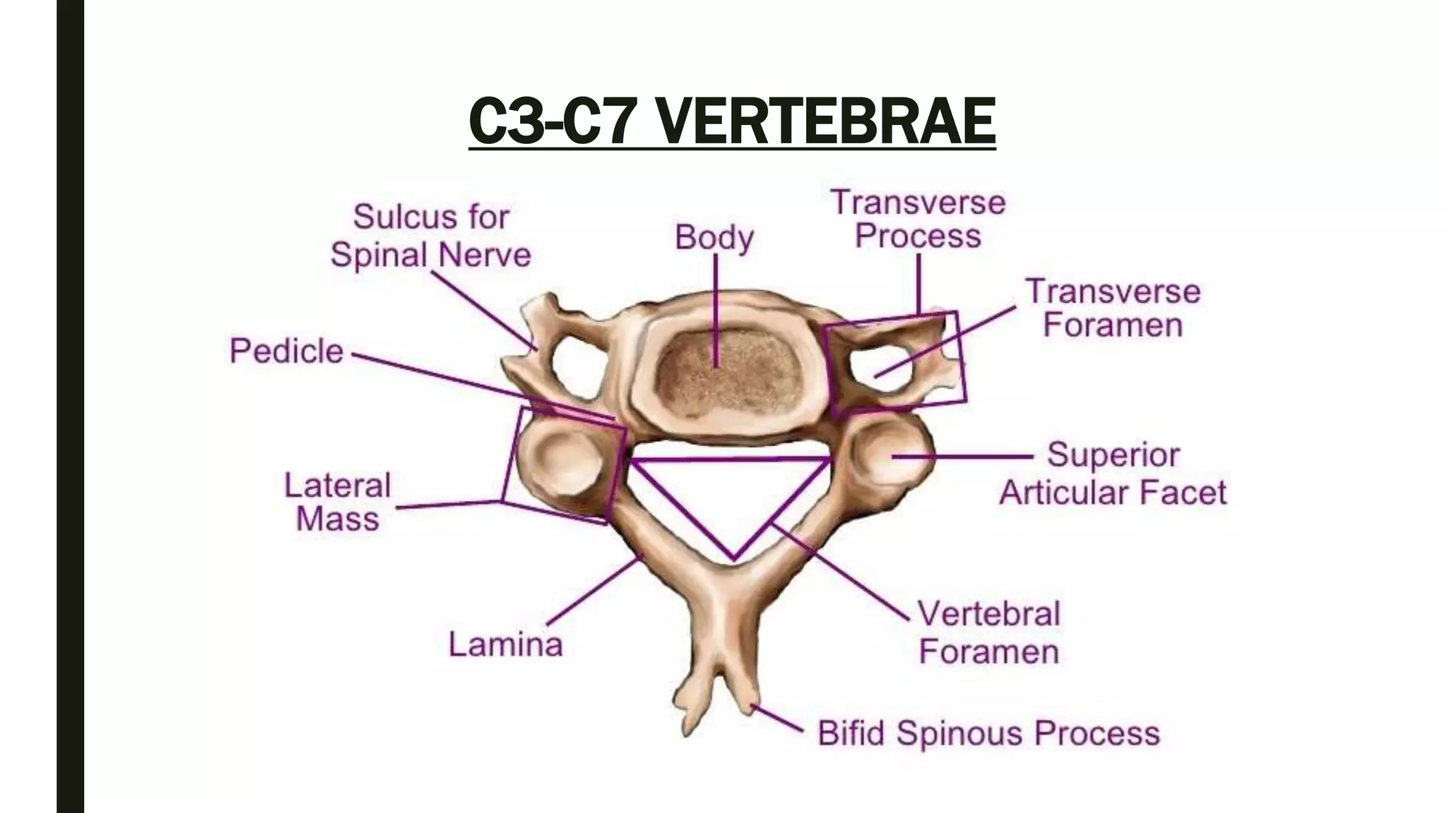 Spine anatomy and xray of spine ppt by Dr Pratik | PPTX