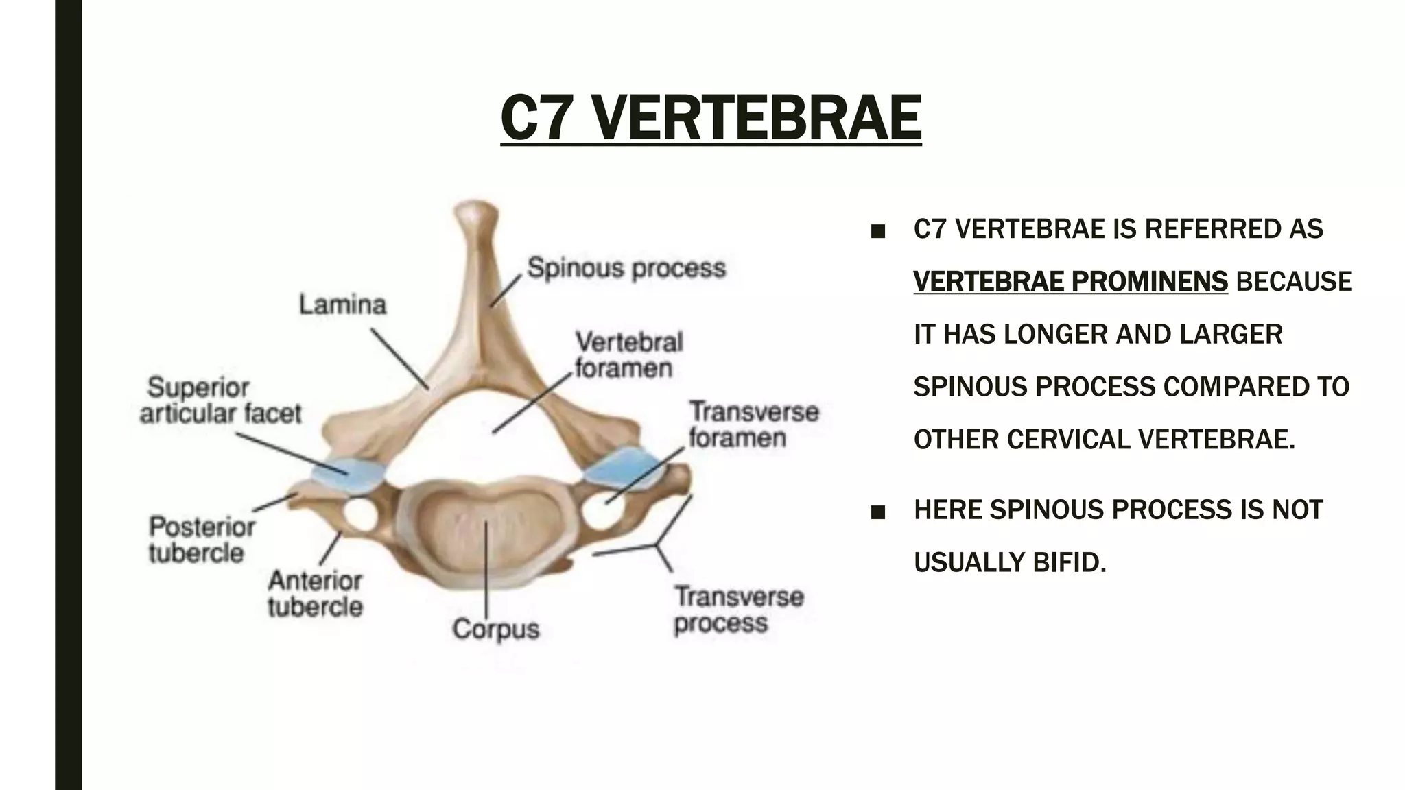 Spine anatomy and xray of spine ppt by Dr Pratik | PPTX
