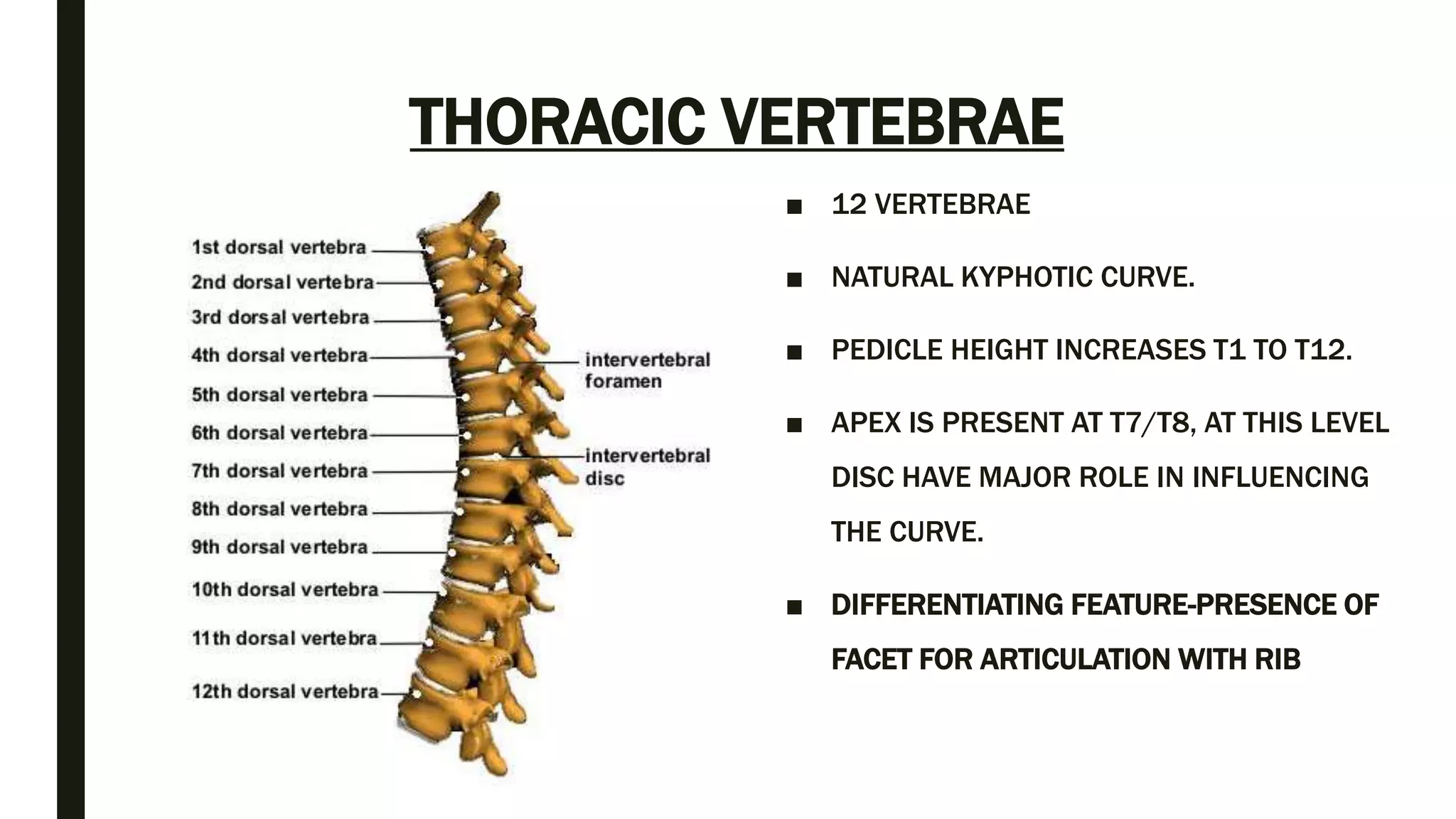 Spine anatomy and xray of spine ppt by Dr Pratik | PPTX
