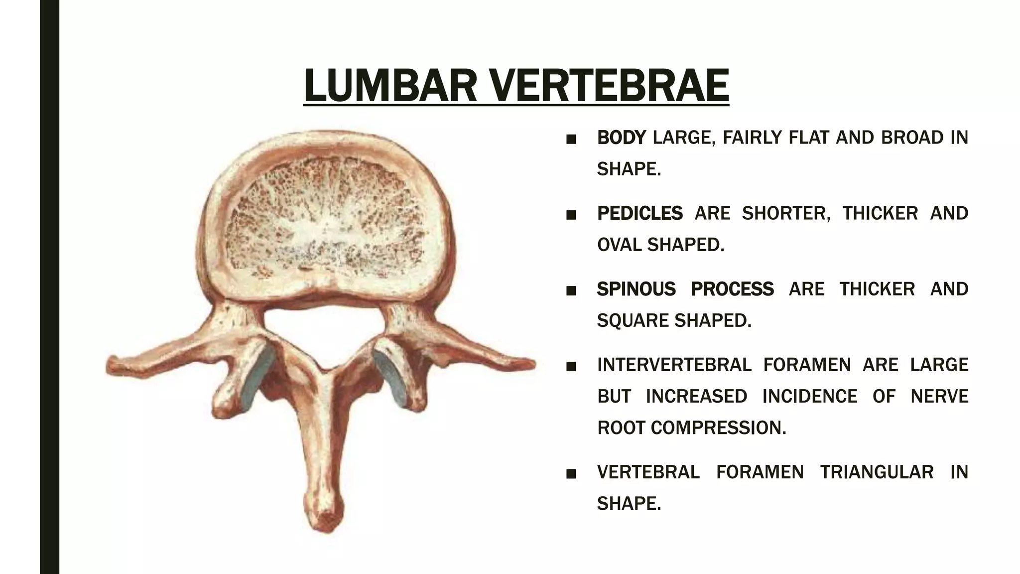Spine anatomy and xray of spine ppt by Dr Pratik | PPTX