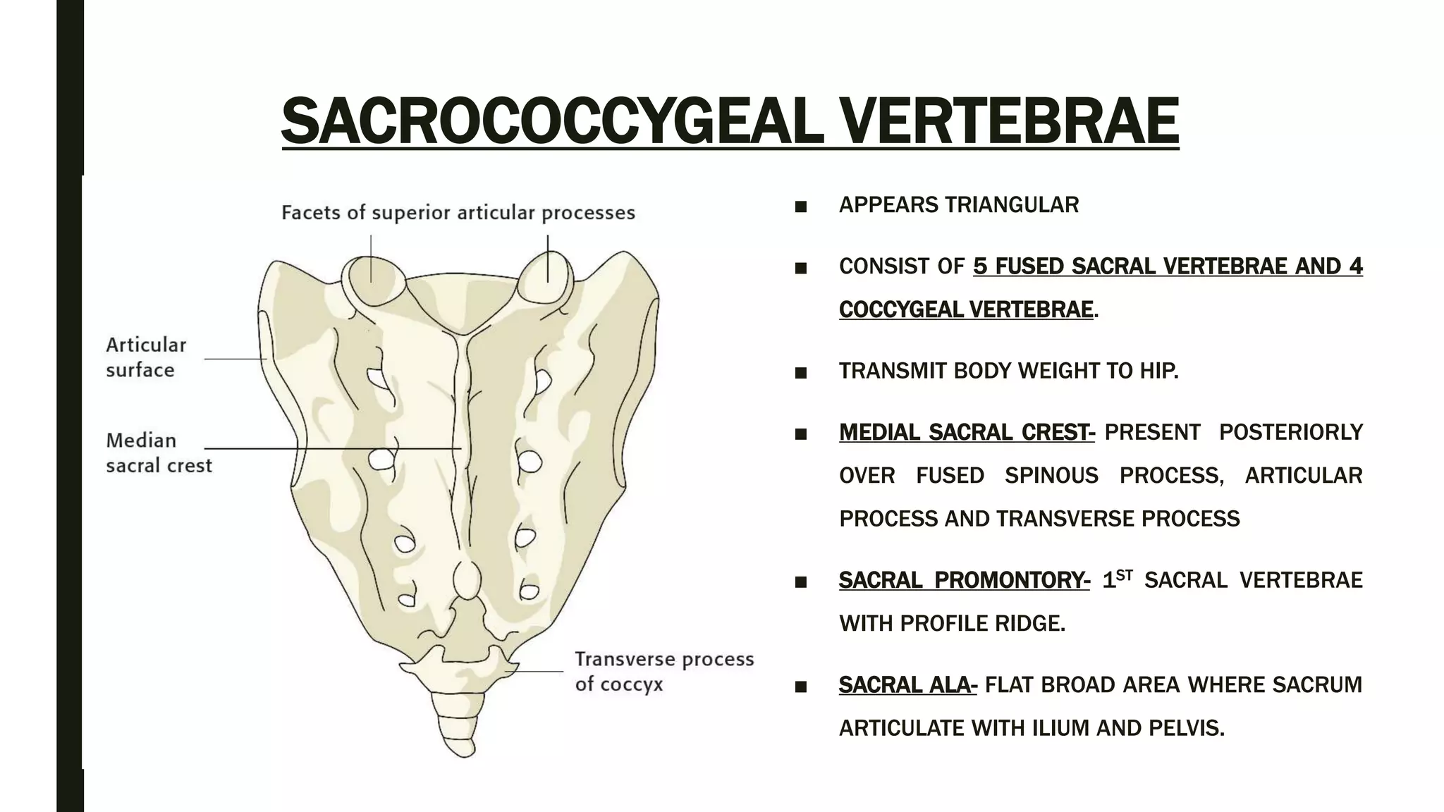 Spine anatomy and xray of spine ppt by Dr Pratik | PPTX