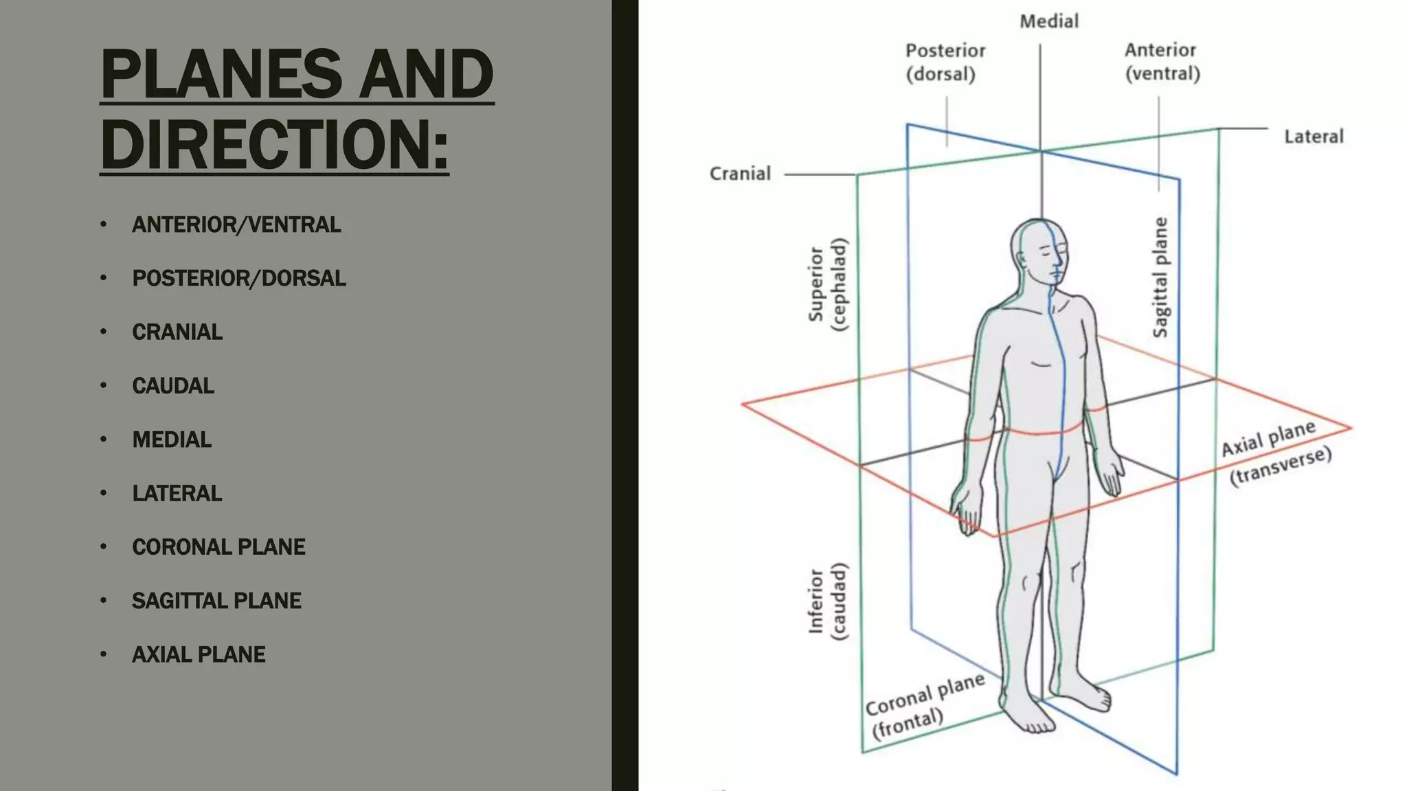 Spine anatomy and xray of spine ppt by Dr Pratik | PPTX