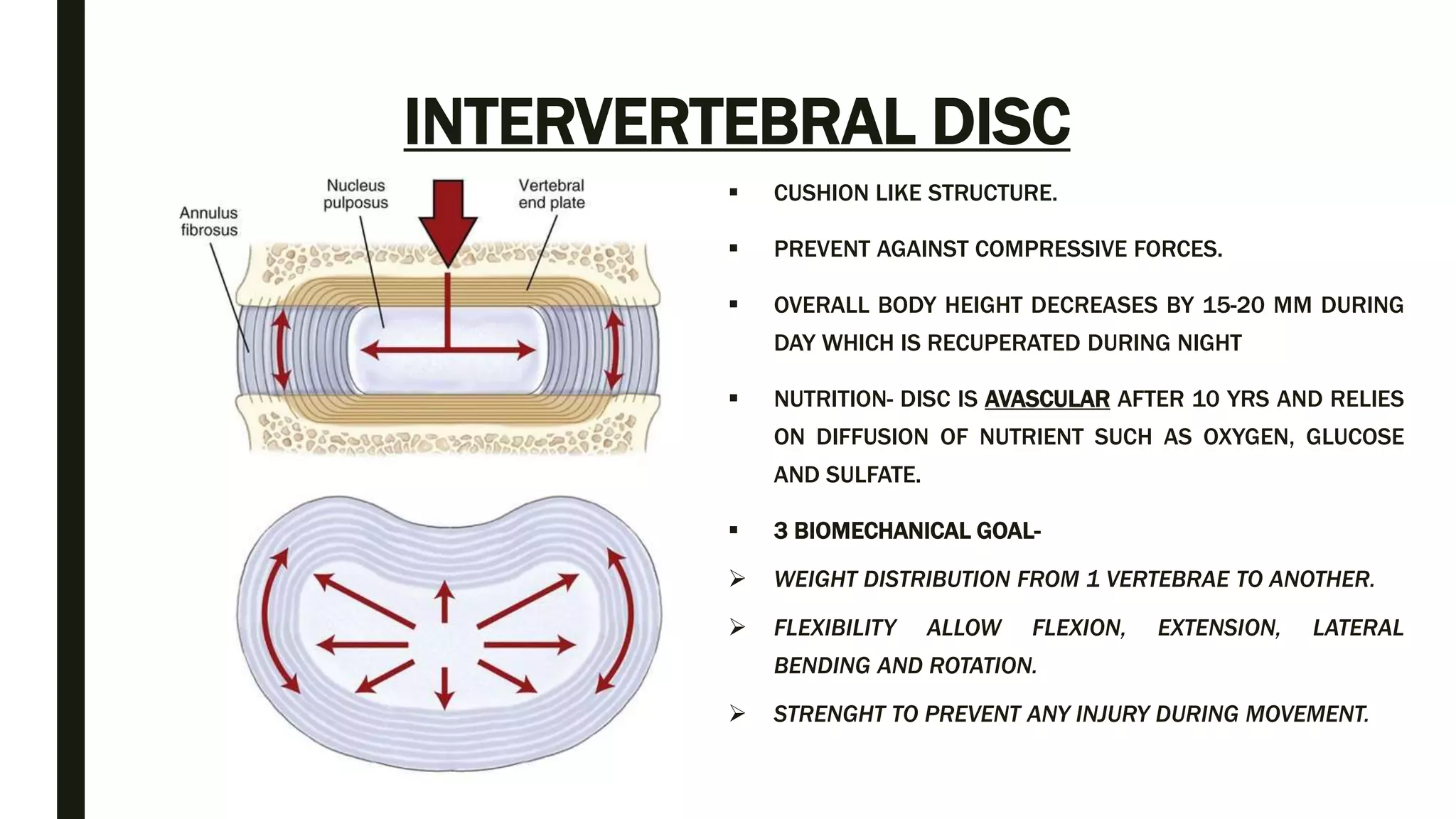 Spine anatomy and xray of spine ppt by Dr Pratik | PPTX