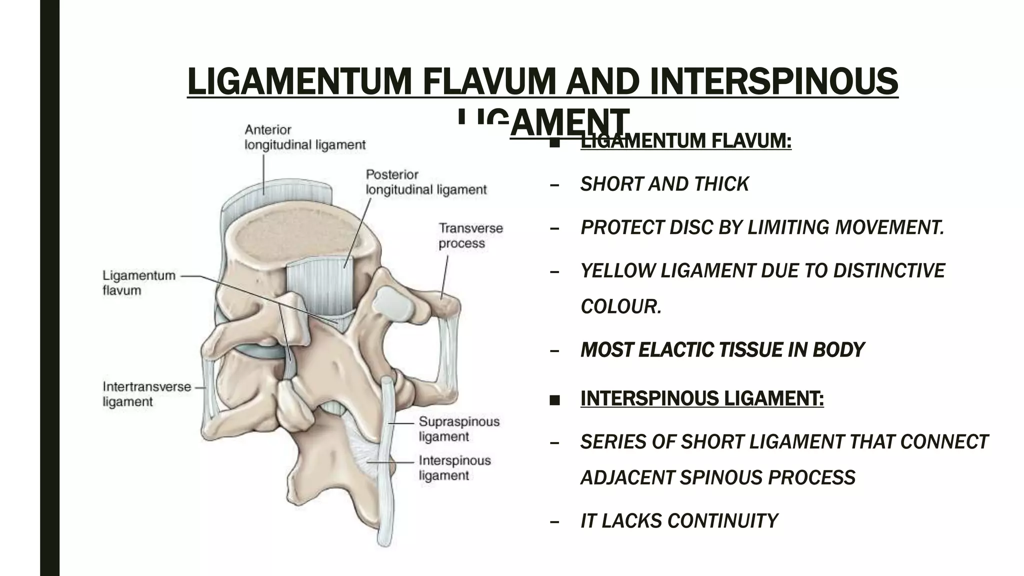 Spine anatomy and xray of spine ppt by Dr Pratik | PPTX