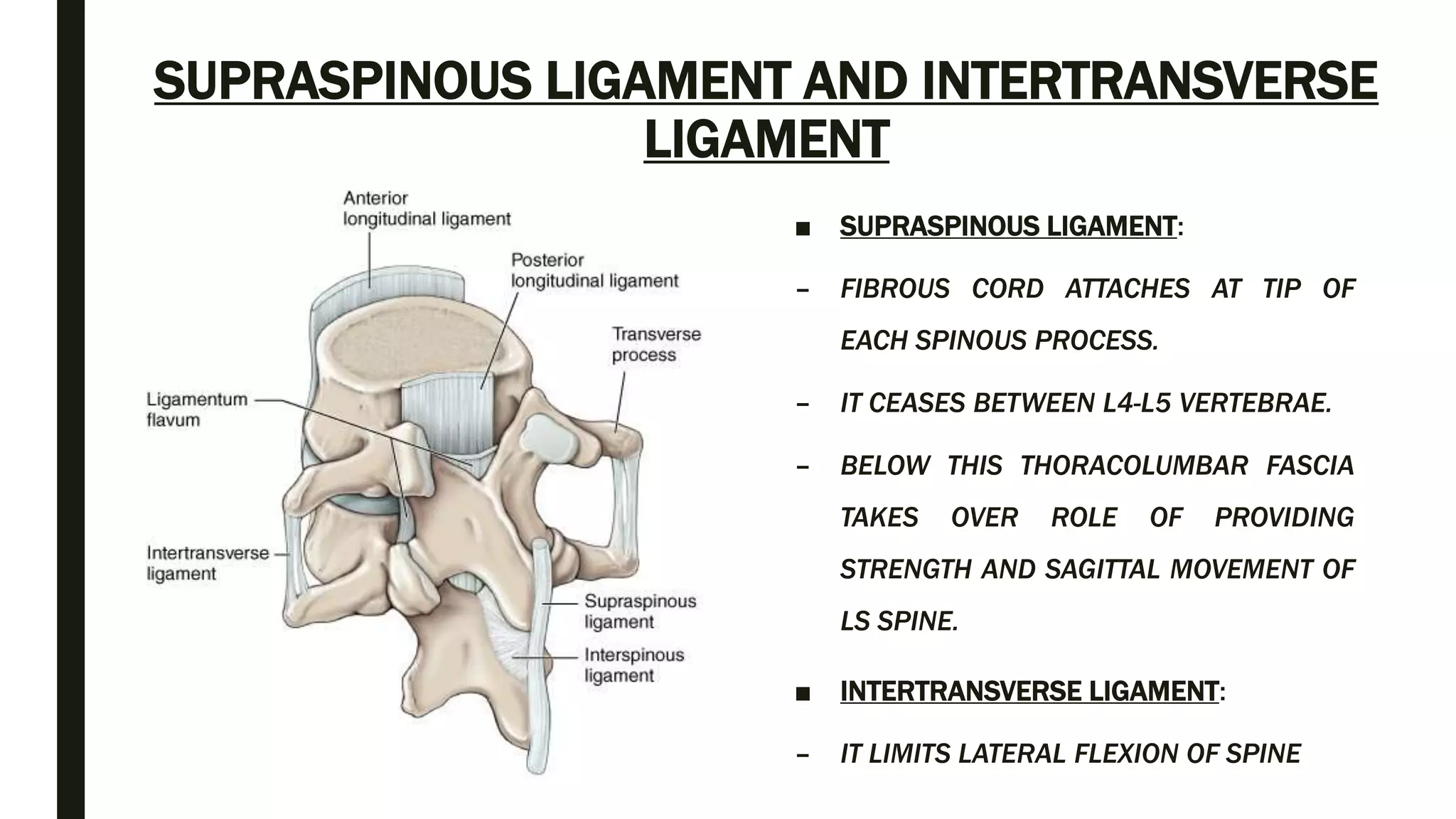 Spine anatomy and xray of spine ppt by Dr Pratik | PPTX