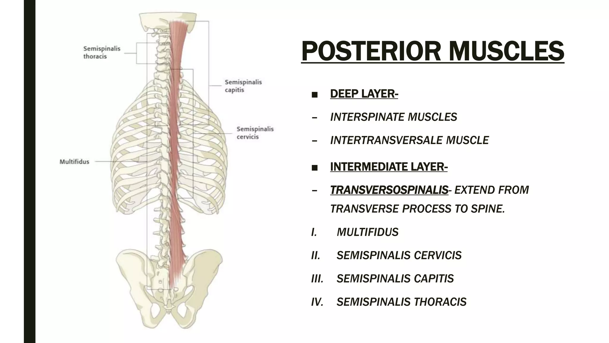 Spine anatomy and xray of spine ppt by Dr Pratik | PPTX