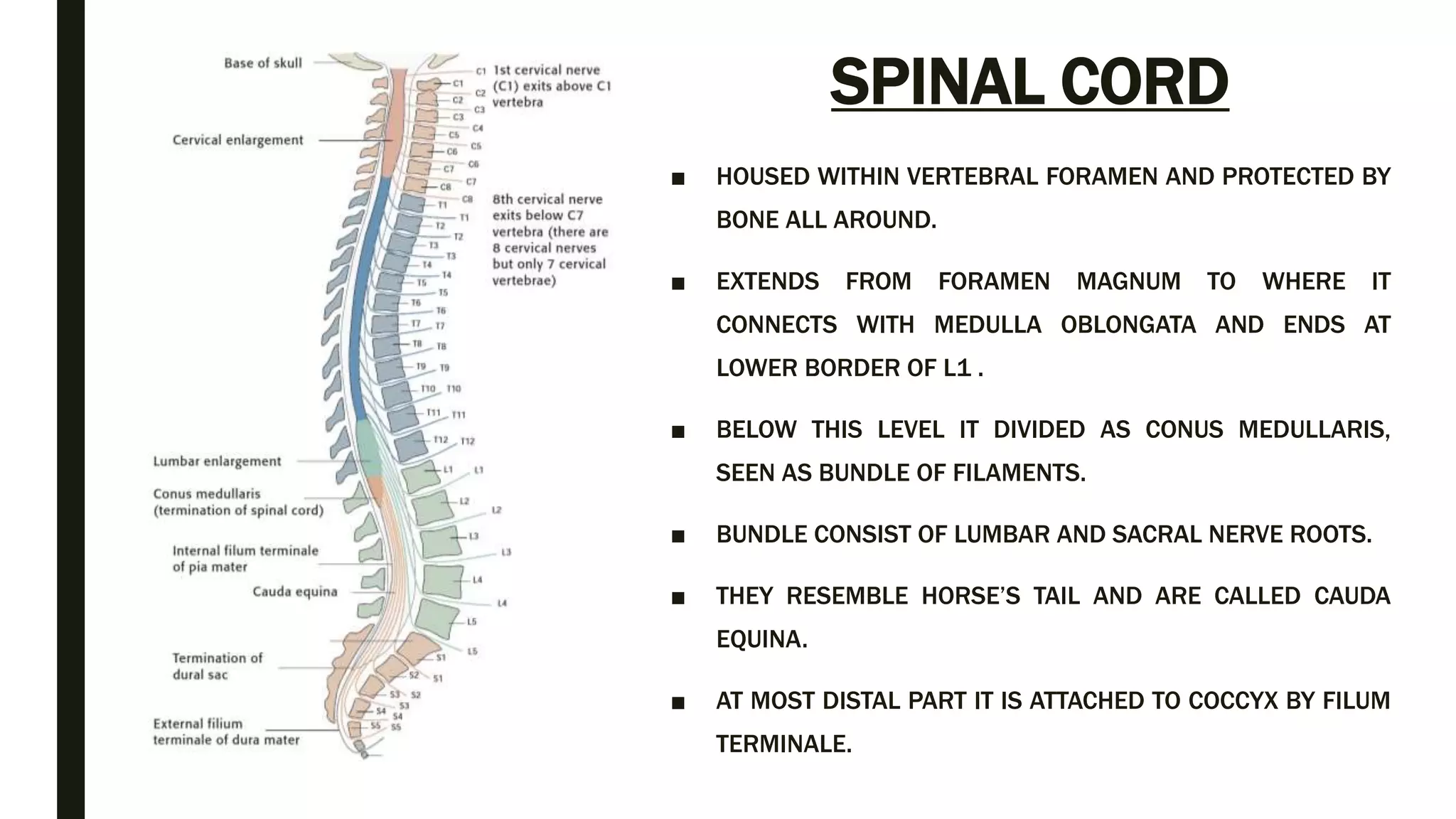 Spine anatomy and xray of spine ppt by Dr Pratik | PPTX