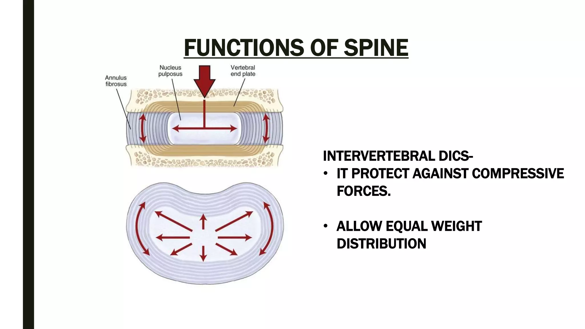 Spine anatomy and xray of spine ppt by Dr Pratik | PPTX