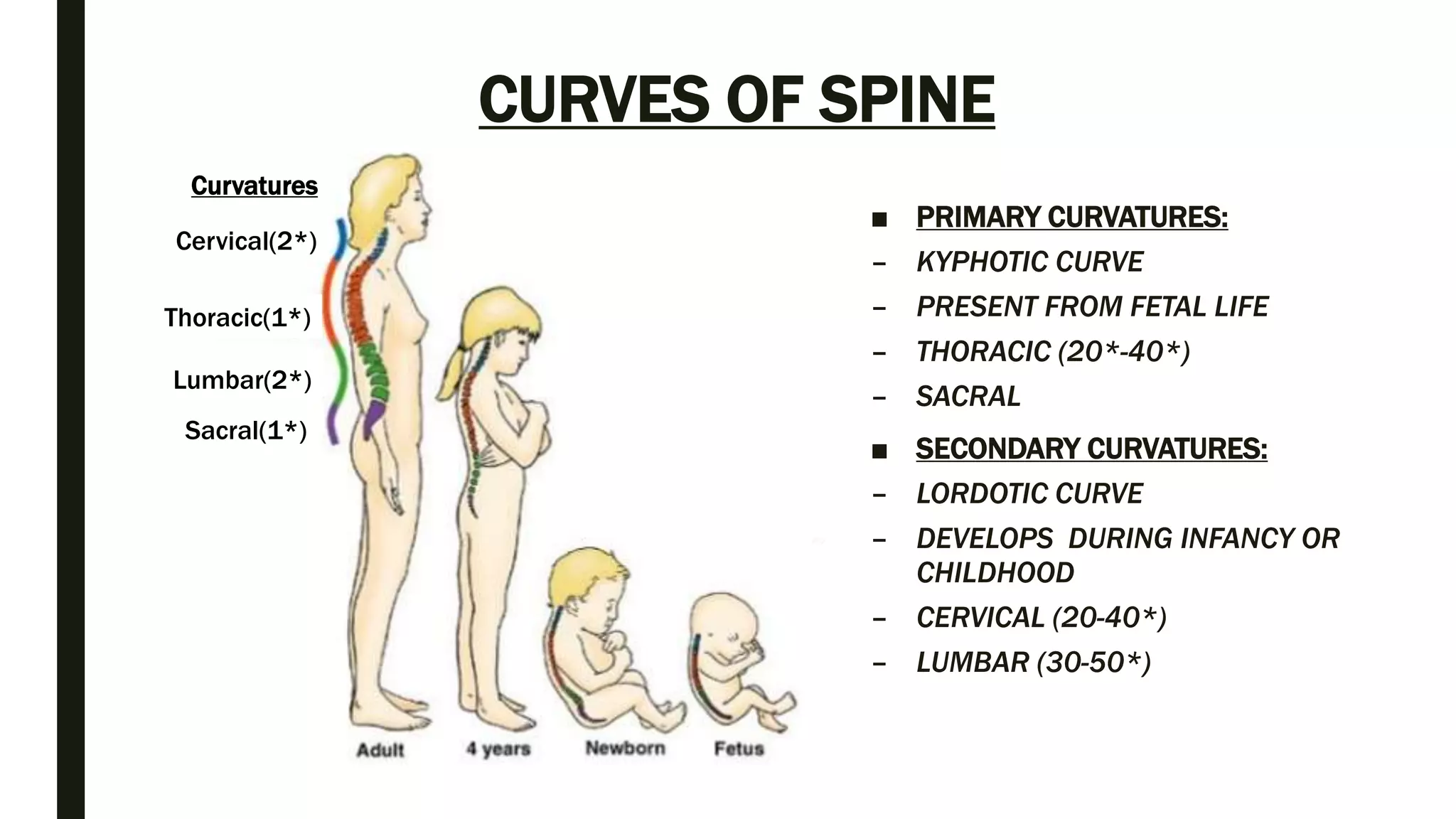 Spine anatomy and xray of spine ppt by Dr Pratik | PPTX