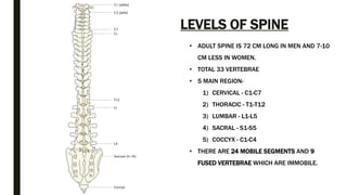 Spine anatomy and xray of spine ppt by Dr Pratik | PPTX