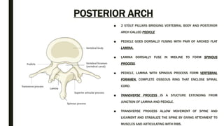Spine anatomy and xray of spine ppt by Dr Pratik | PPTX