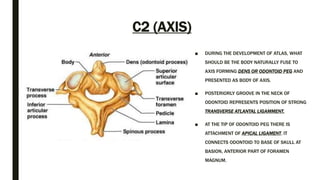 Spine anatomy and xray of spine ppt by Dr Pratik | PPTX