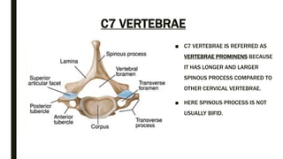 Spine anatomy and xray of spine ppt by Dr Pratik | PPTX