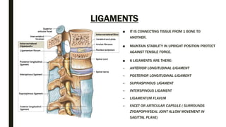 Spine anatomy and xray of spine ppt by Dr Pratik | PPTX