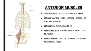 Spine anatomy and xray of spine ppt by Dr Pratik | PPTX