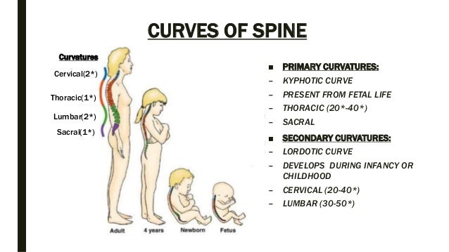 Spine anatomy and xray of spine ppt by Dr Pratik