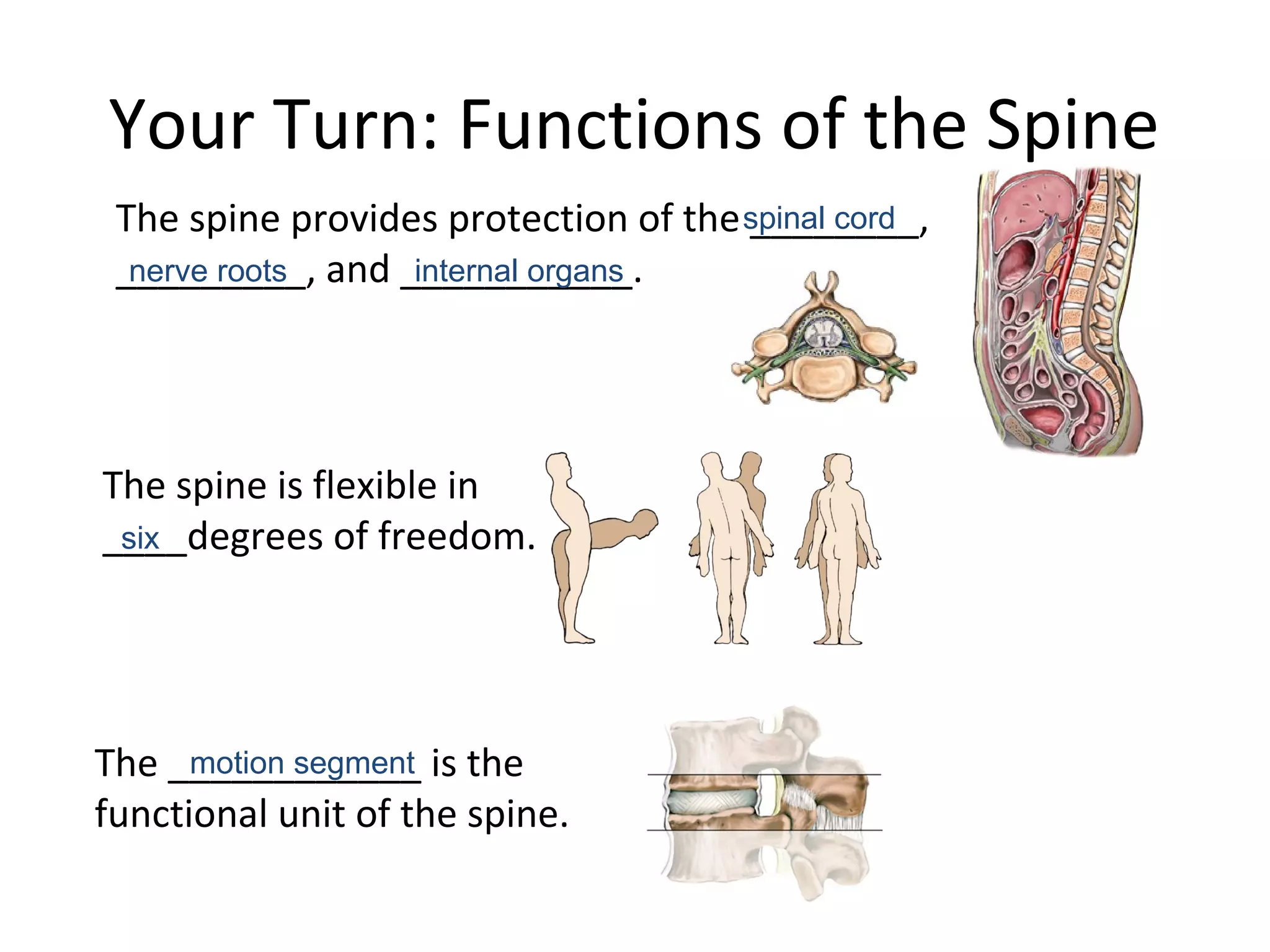 Spine anatomy (basic spine 2009) | PPT