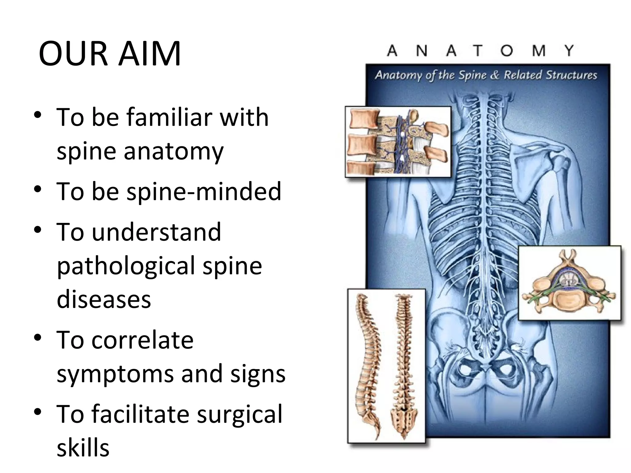 Spine anatomy (basic spine 2009) | PPT