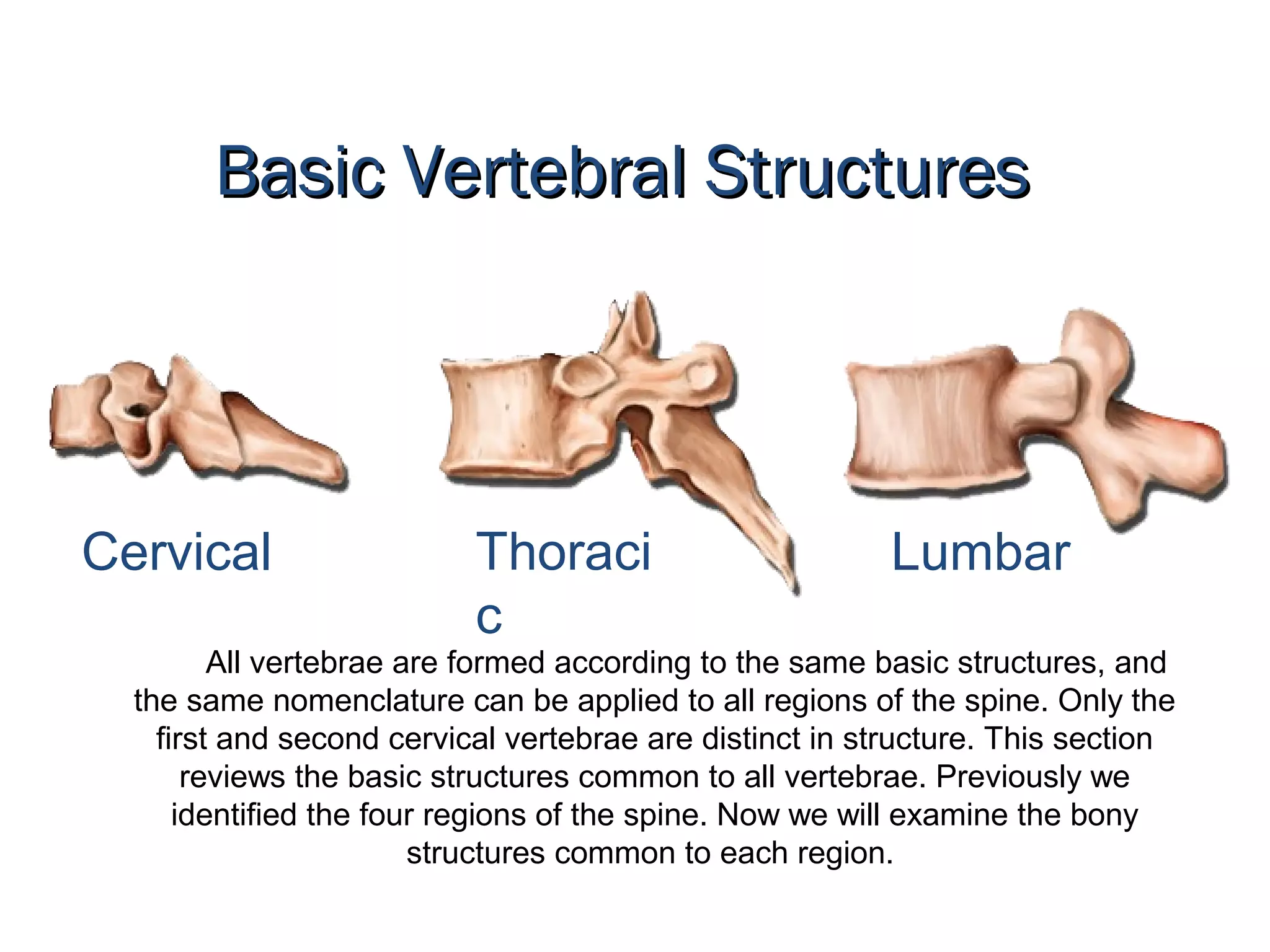 Spine anatomy (basic spine 2009) | PPT