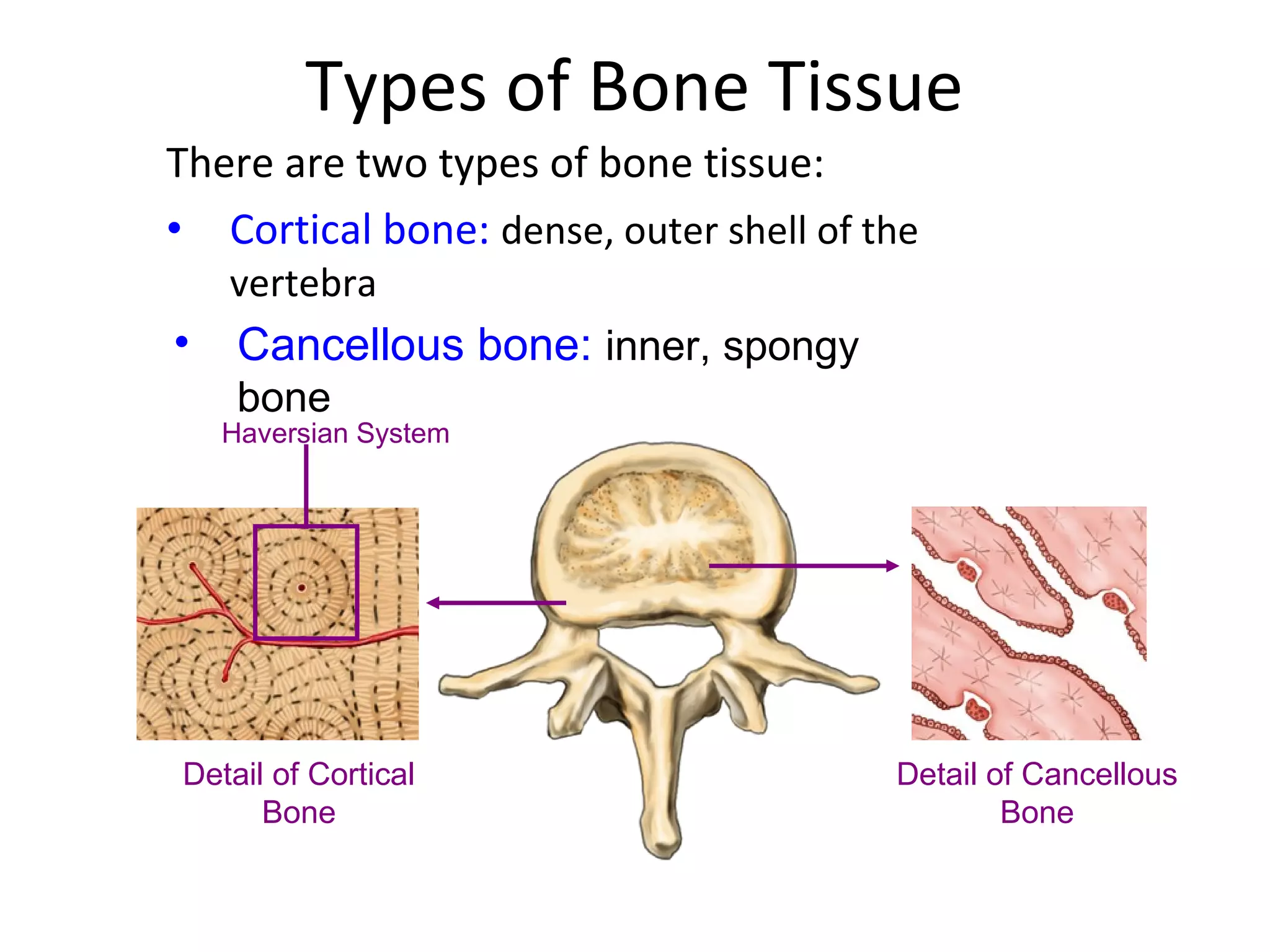 Spine anatomy (basic spine 2009) | PPT