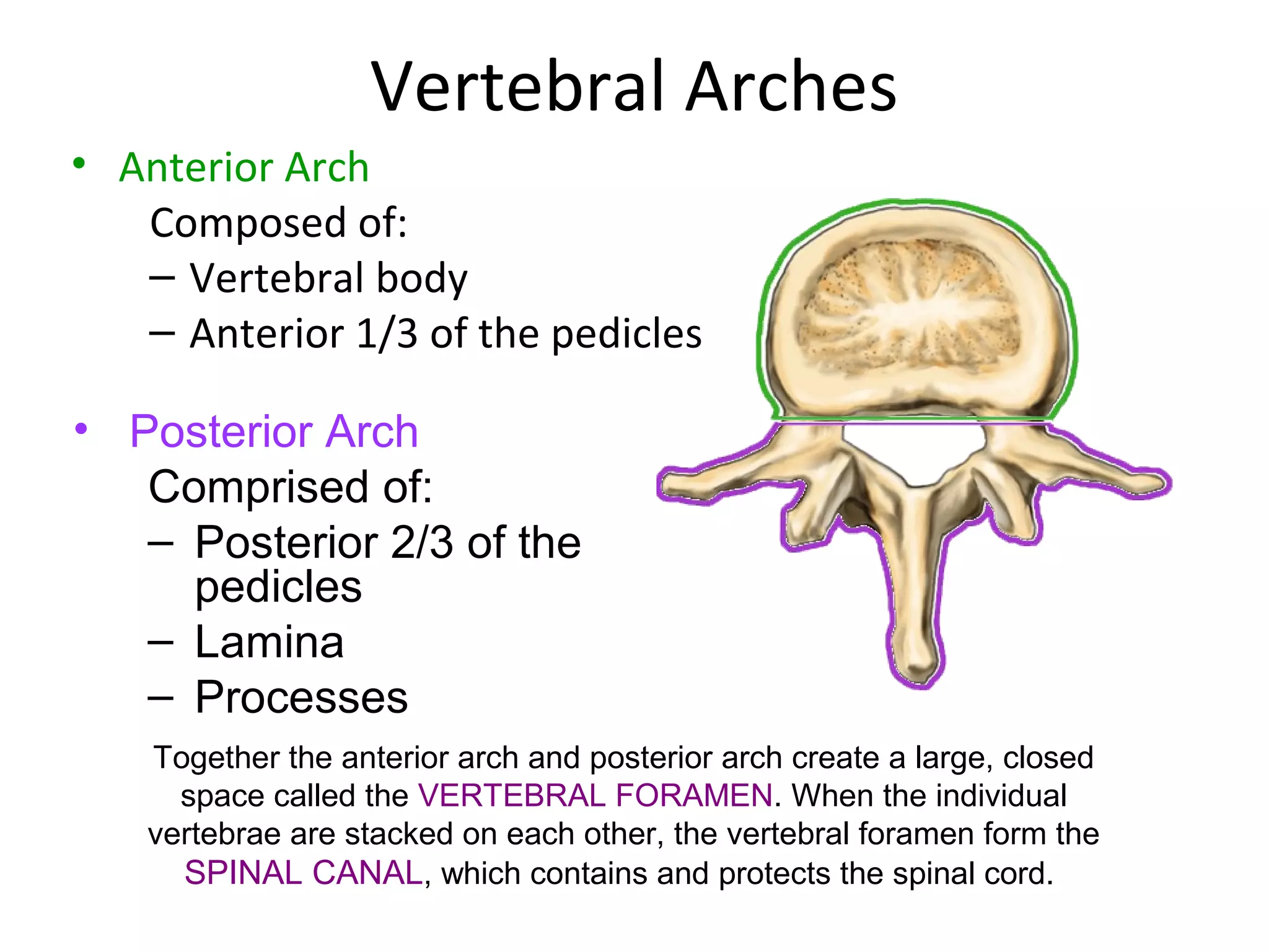 Spine anatomy (basic spine 2009) | PPT