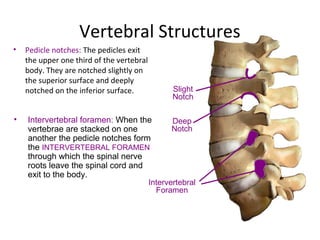 Spine anatomy (basic spine 2009) | PPT