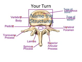 Spine anatomy (basic spine 2009) | PPT