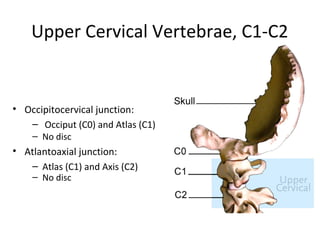 Spine anatomy (basic spine 2009) | PPT