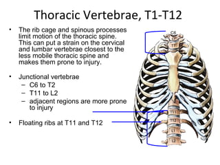 Spine anatomy (basic spine 2009) | PPT