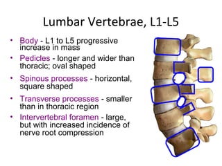 Spine anatomy (basic spine 2009) | PPT