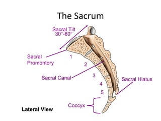 Spine anatomy (basic spine 2009) | PPT