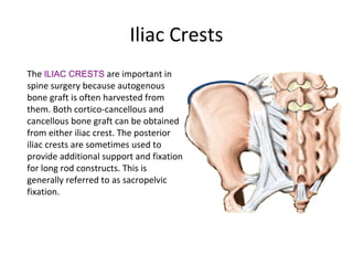 Spine anatomy (basic spine 2009) | PPT
