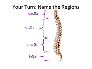 Spine anatomy (basic spine 2009) | PPT