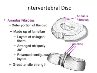 Spine anatomy (basic spine 2009) | PPT