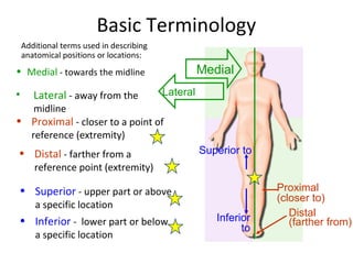 Spine anatomy (basic spine 2009) | PPT