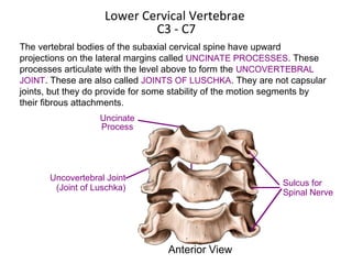 Uncinate Process Vertebra