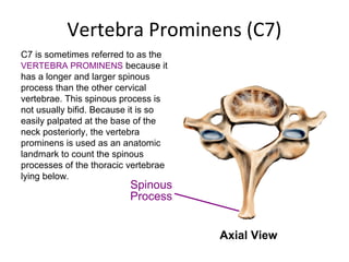 Vertebra Prominens