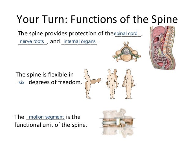 Spine anatomy (basic spine 2009)