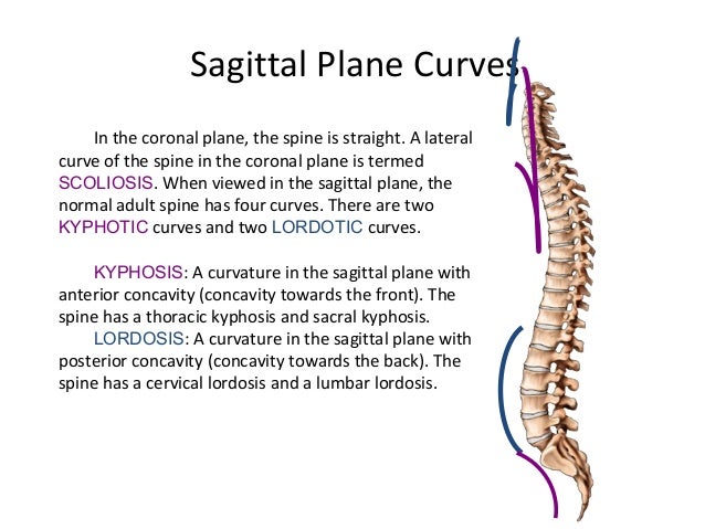 Spine anatomy (basic spine 2009)