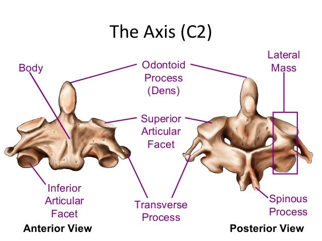Spine anatomy (basic spine 2009)