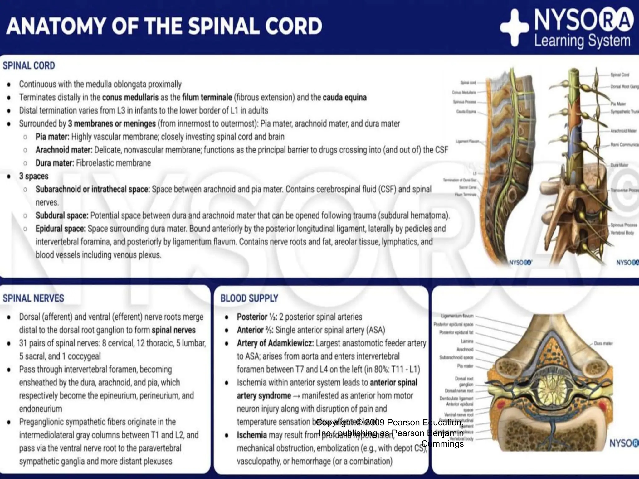 ANATOMY OF SPINE AND SPINAL CORD ppt | PPTX | Death, Injury, or ...