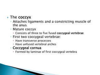 ANATOMY OF SPINE AND SPINAL CORD ppt | PPTX