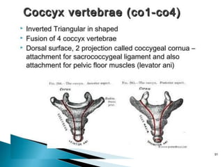 ANATOMY OF SPINE AND SPINAL CORD ppt | PPTX