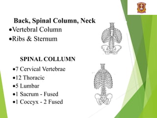Spine Biomechanics-1.pdf
