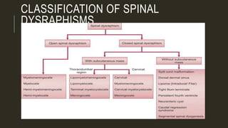 Spine dysraphism | PPTX