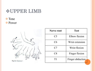 Spine Examination And Scoliosis | PPT