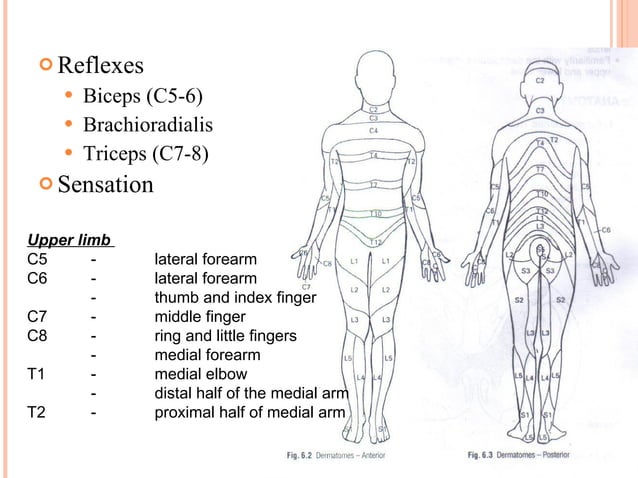 Spine Examination And Scoliosis | PPT