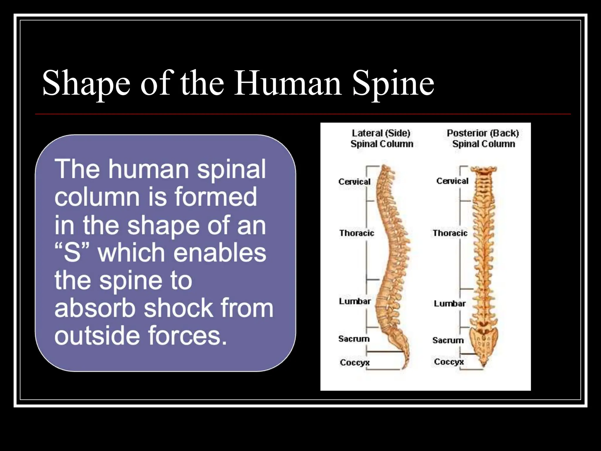 spine Injuries in sports, anatomy, epidemiology, and biomechanic.ppt