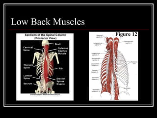 spine Injuries in sports, anatomy, epidemiology, and biomechanic.ppt