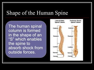 spine Injuries in sports, anatomy, epidemiology, and biomechanic.ppt